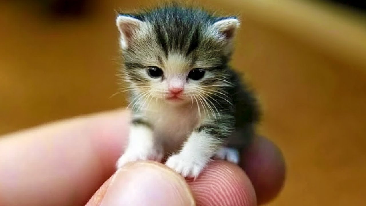 20 smallest cat breeds in the world – Meow Clips